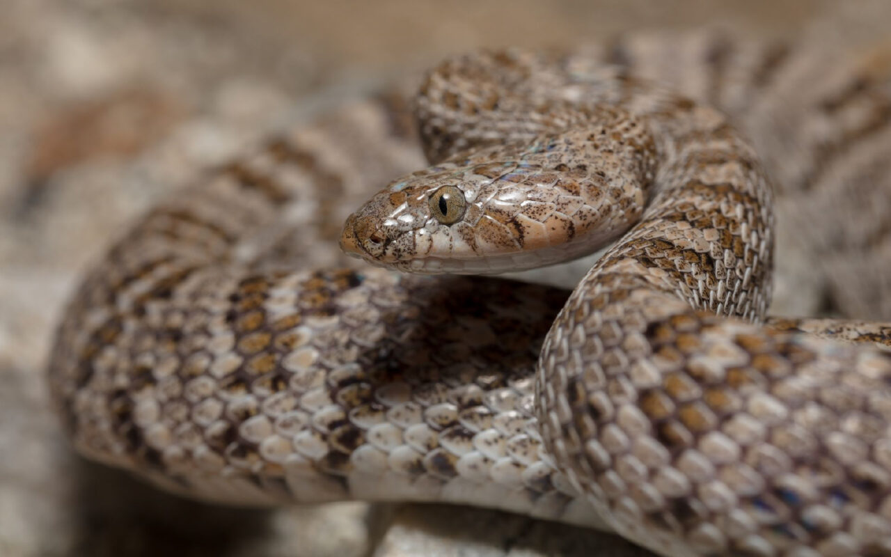 Resources - Malibu Creek State Park